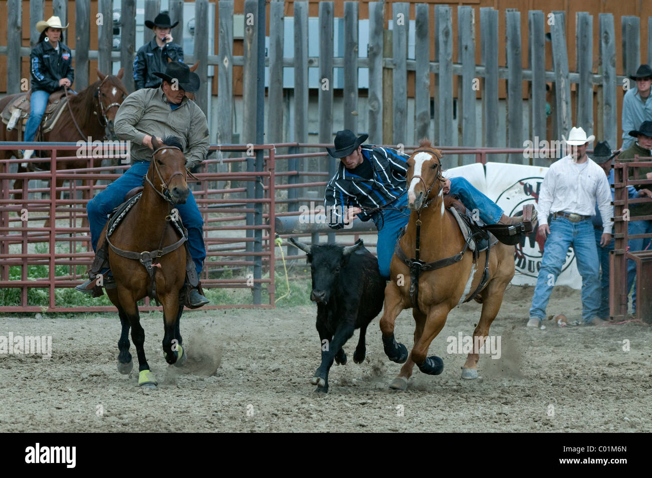 Rodeo, Gardiner, Montana, USA, North America Stock Photo - Alamy