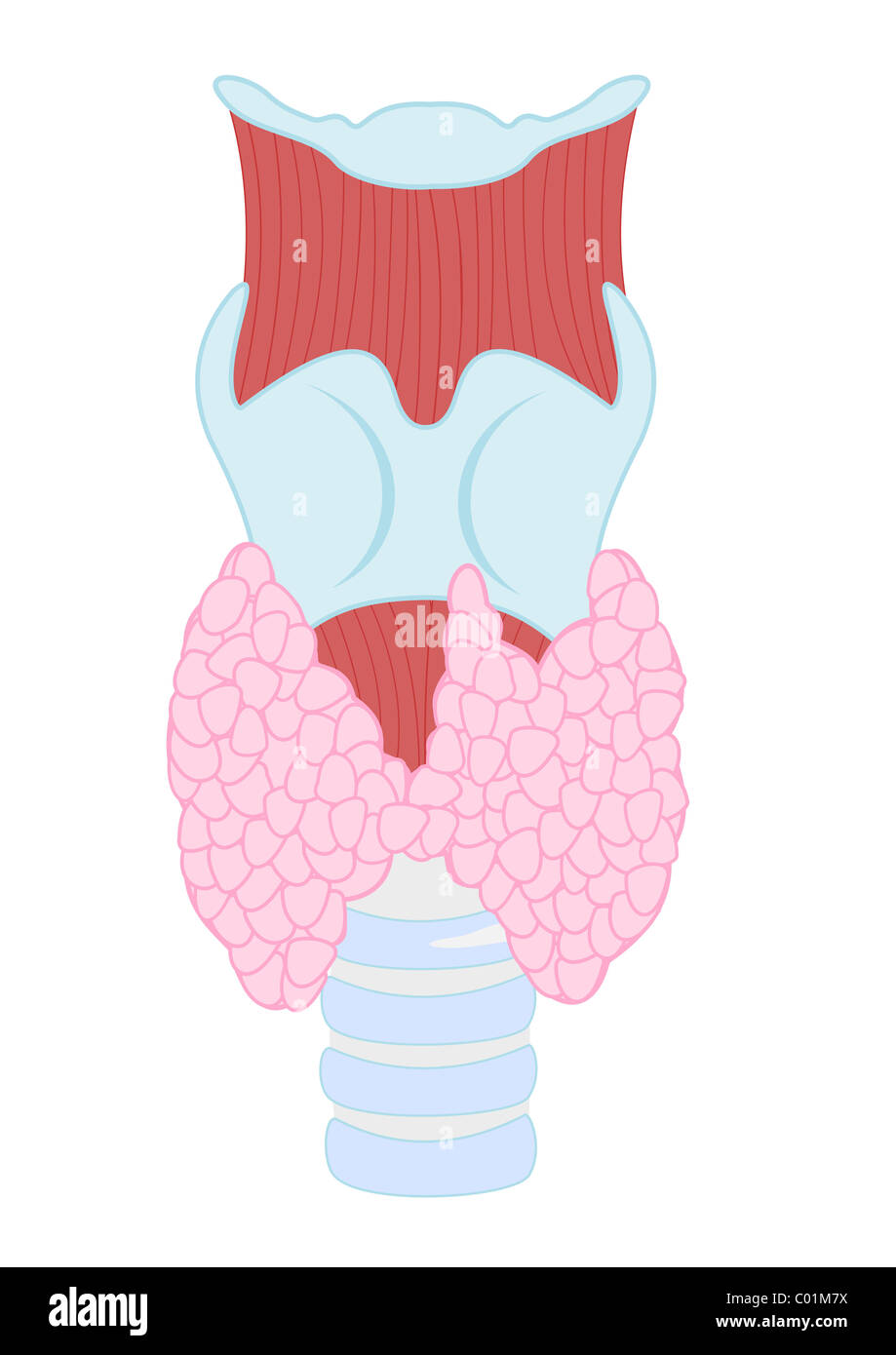 Larynx thyroid gland illustration Cut Out Stock Images & Pictures - Alamy