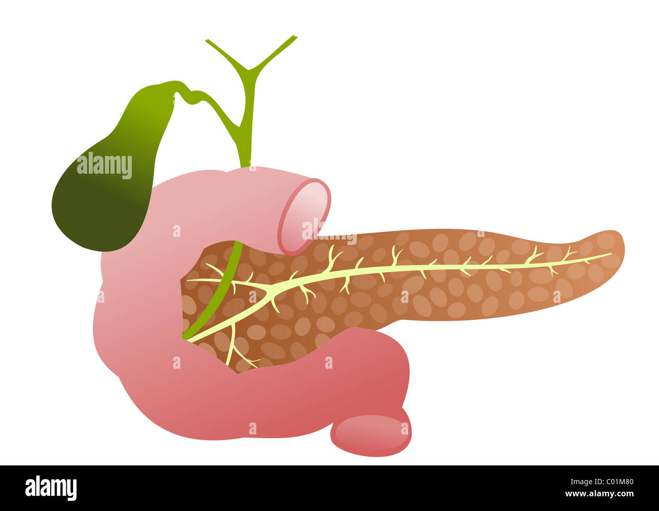 Pancreas Illustration High Resolution Stock Photography and Images - Alamy