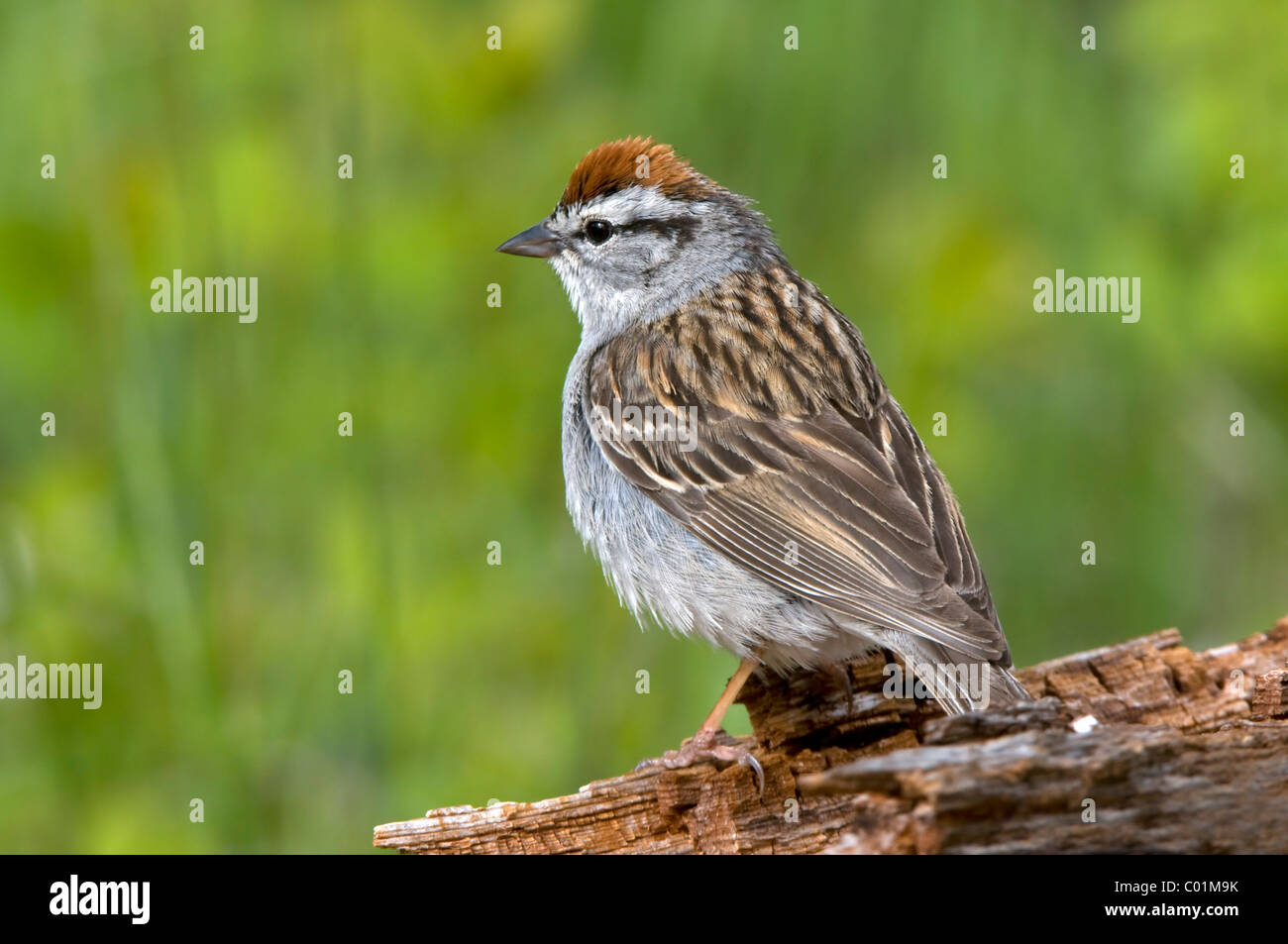 North american sparrow hi-res stock photography and images - Alamy