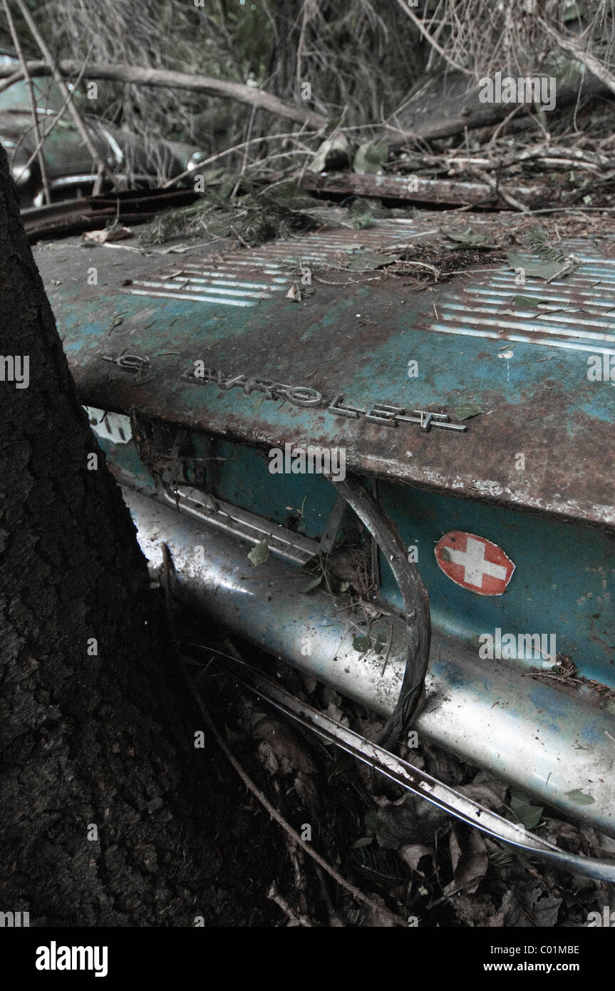 Rear of a wrecked car at tree trunk at the oldtimer scrapyard, Kaufdorf ...