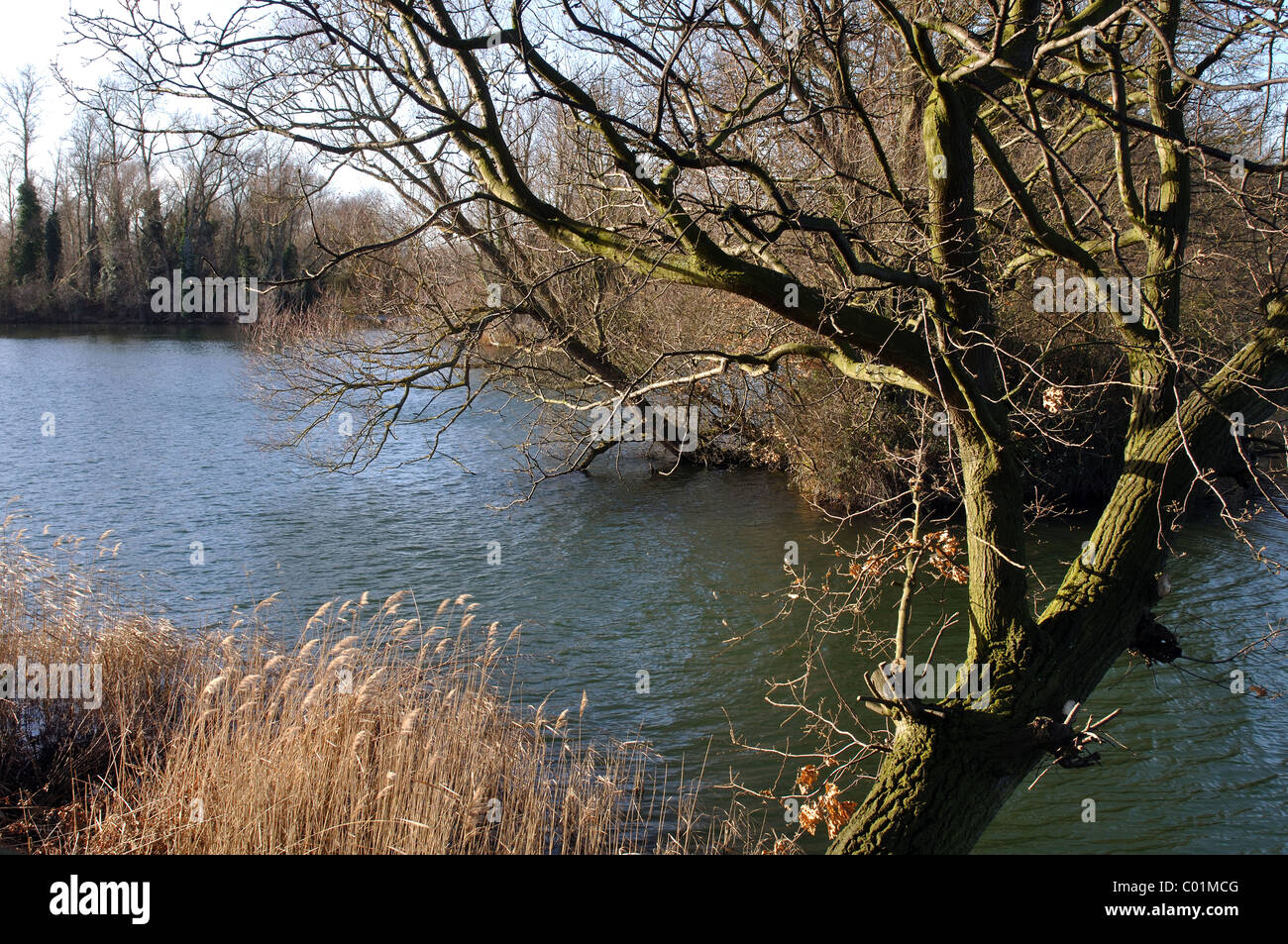 Heronry South Pit in winter, Paxton Pits Nature Reserve, Cambridgeshire ...