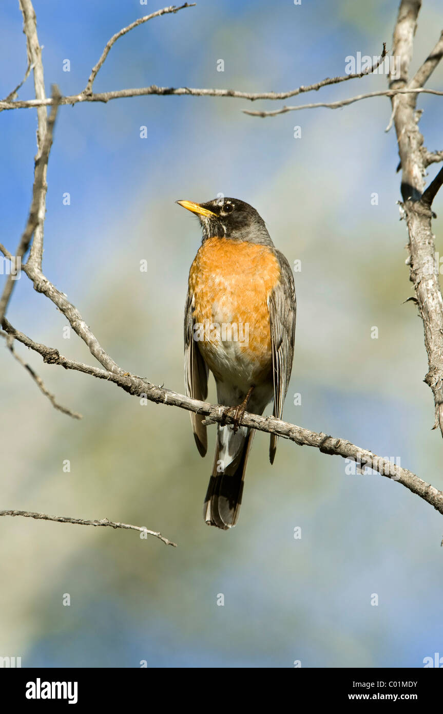 American robin photos hi-res stock photography and images - Alamy
