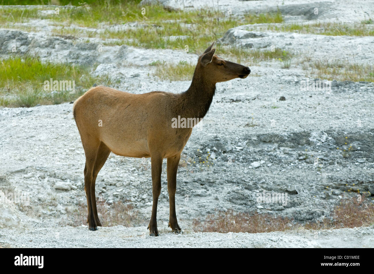 Wapiti cervus canadensis wapiti hi-res stock photography and images - Alamy