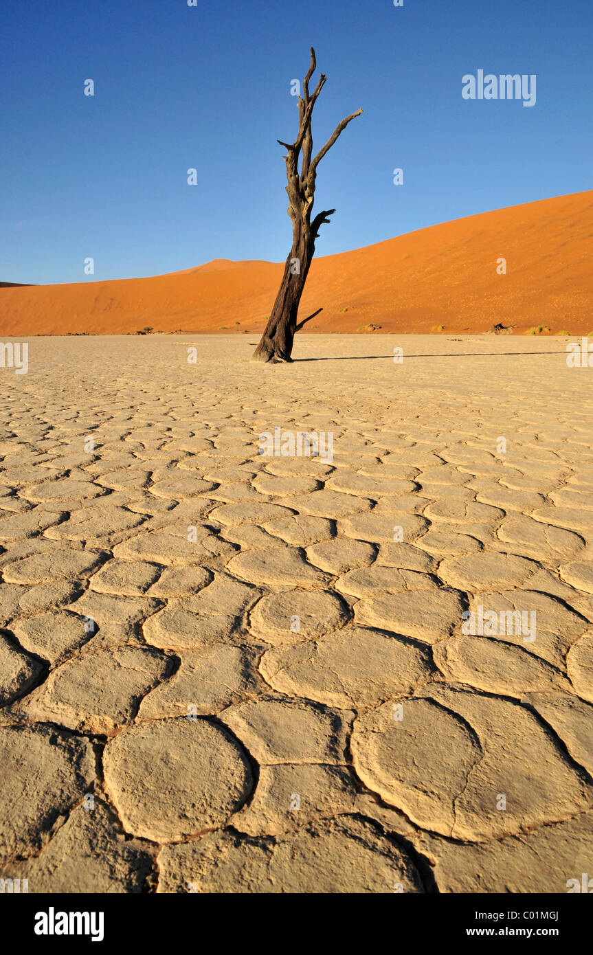 Dead tree in the Dead Vlei, Deadvlei clay pan in the morning light ...