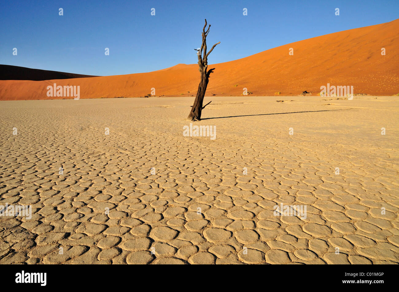 Dead tree in desert hi-res stock photography and images - Alamy