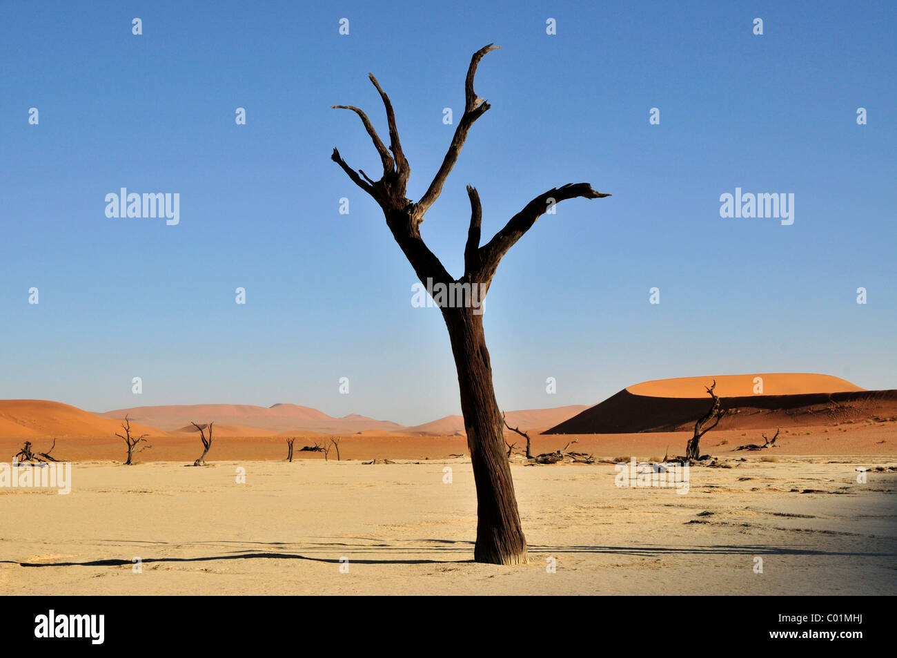 Dead tree in desert hi-res stock photography and images - Alamy
