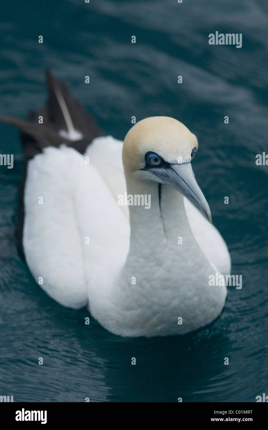 Cape Gannet, Morus capensis Stock Photo - Alamy