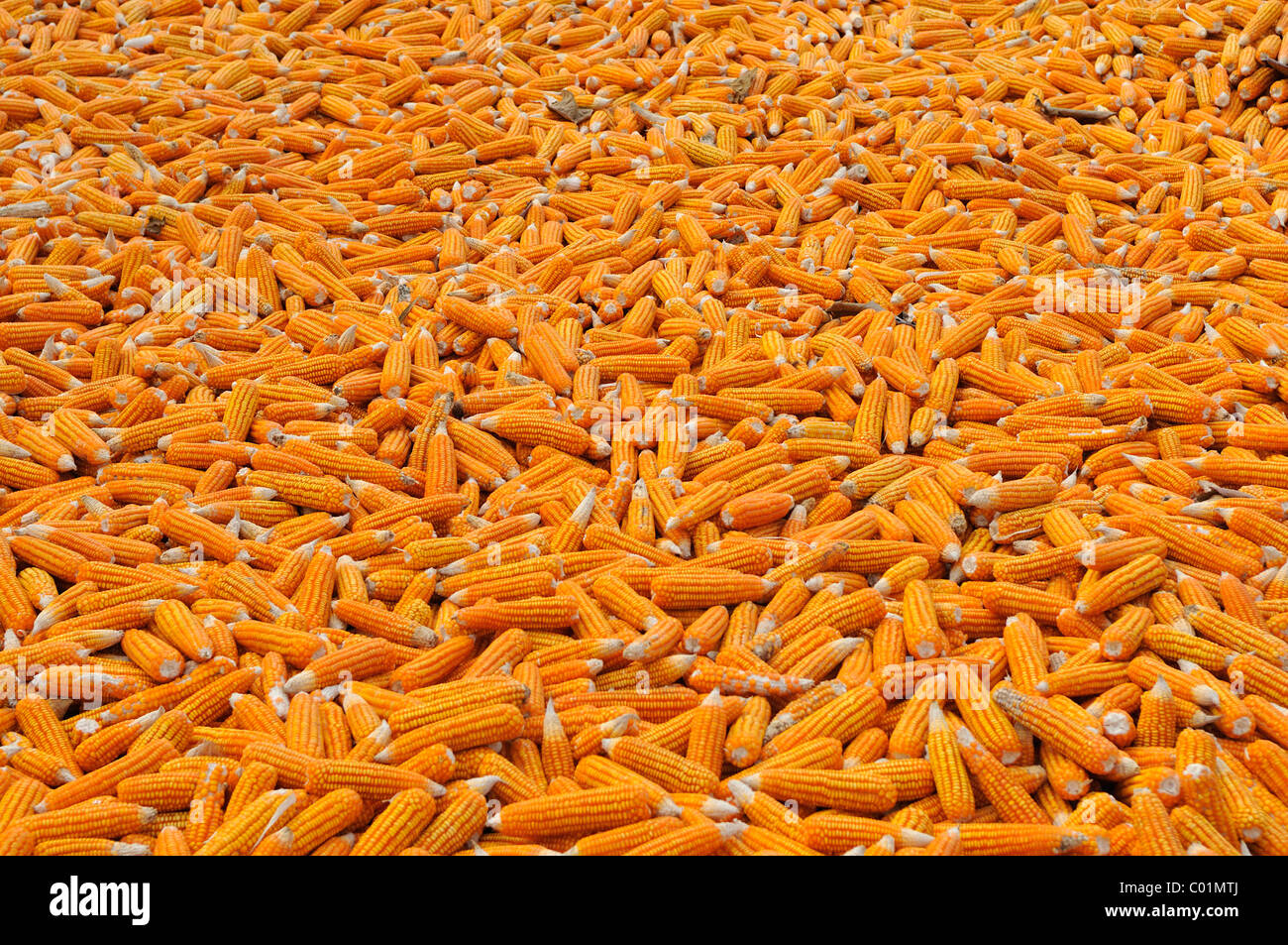 Drying of the corncobs hi-res stock photography and images - Alamy