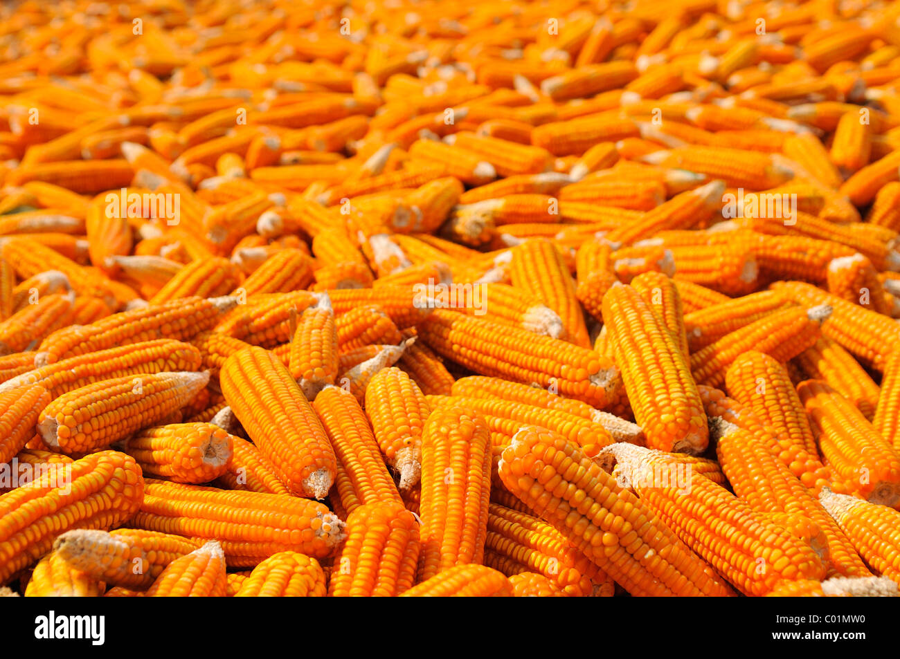 Drying of the corncobs hi-res stock photography and images - Alamy