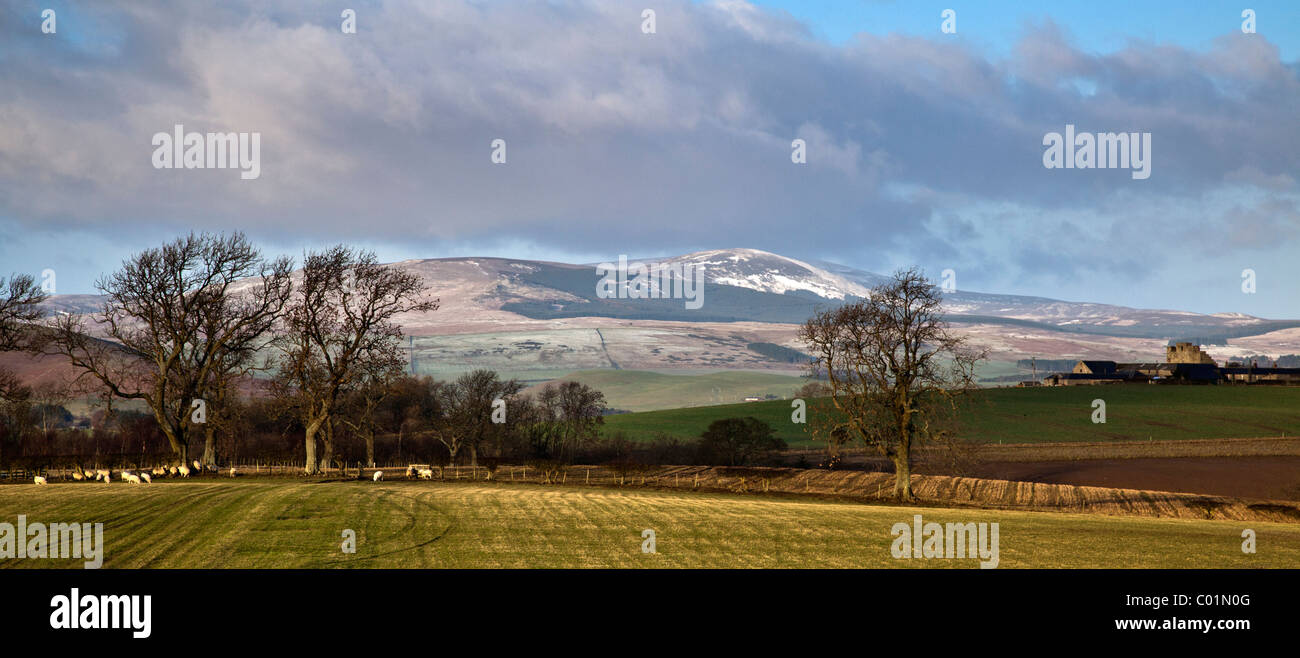 Cheviot sheep cheviot hills hi-res stock photography and images - Alamy