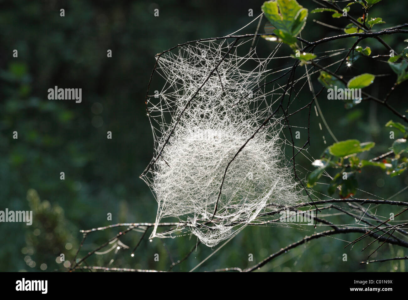 Spider web of a Sheet Weaver or Money Spider (Linyphiidae), Bavaria ...