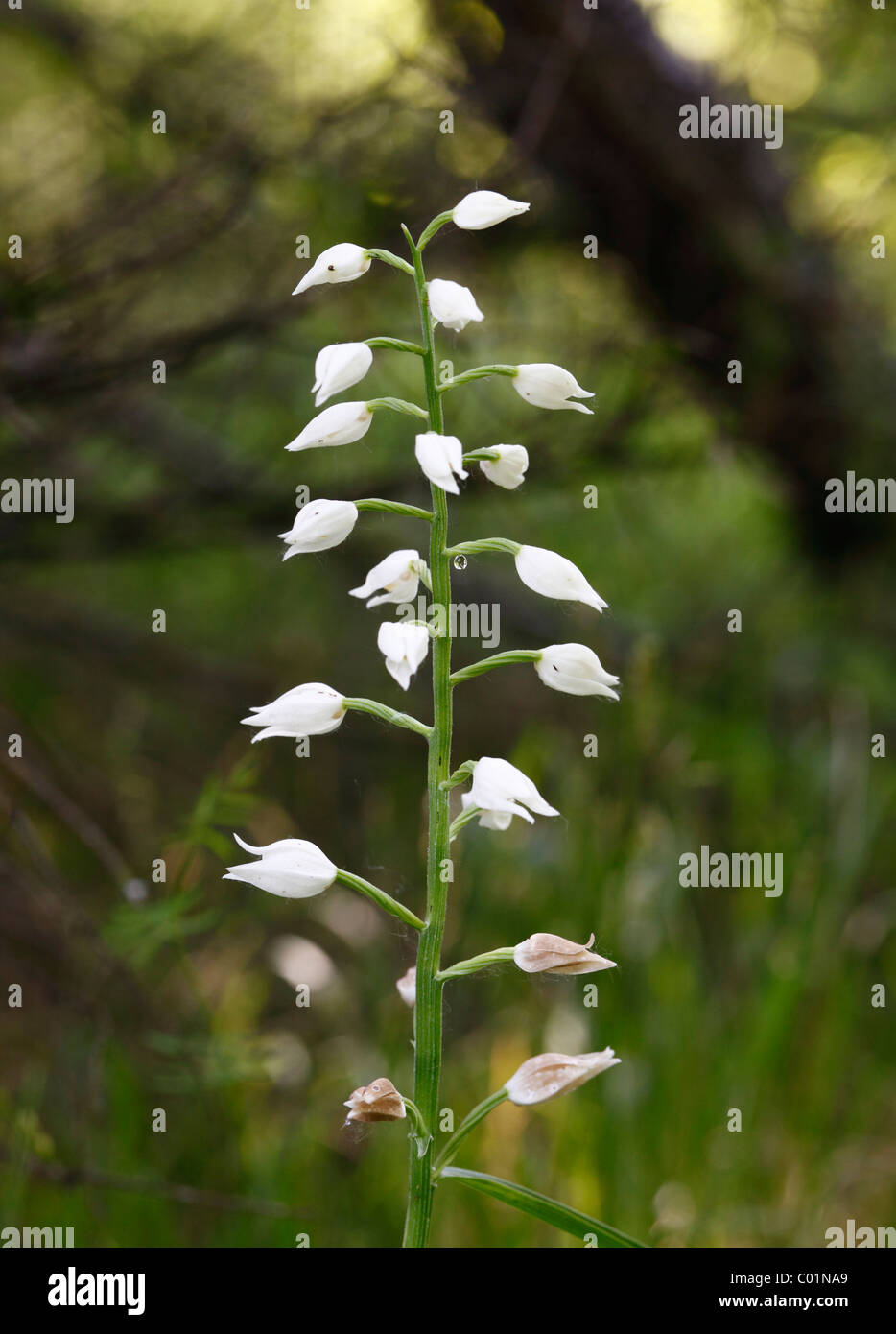 White Helleborine (Cephalanthera damasonium), Bavaria, Germany, Europe ...