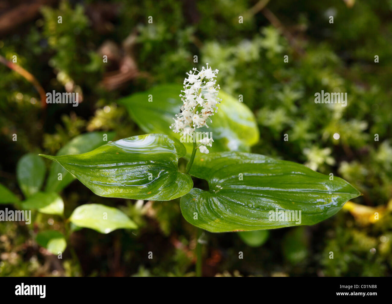 May Lily (Maianthemum bifolium), Germany, Europe Stock Photo - Alamy