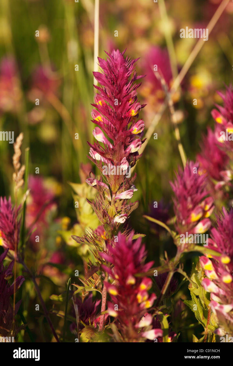 Cow wheat hi-res stock photography and images - Alamy