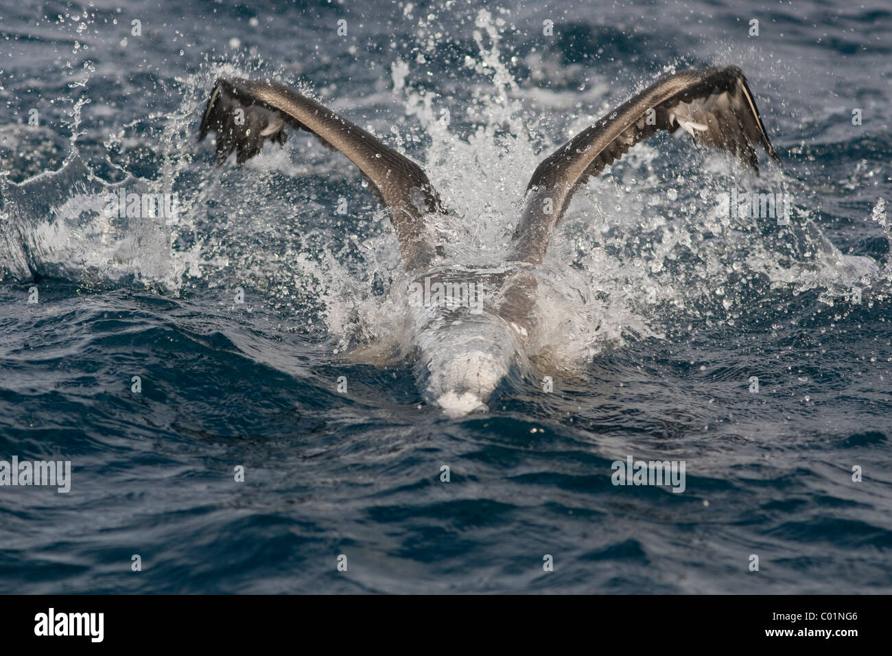 Cape Gannet, Morus capensis Stock Photo - Alamy