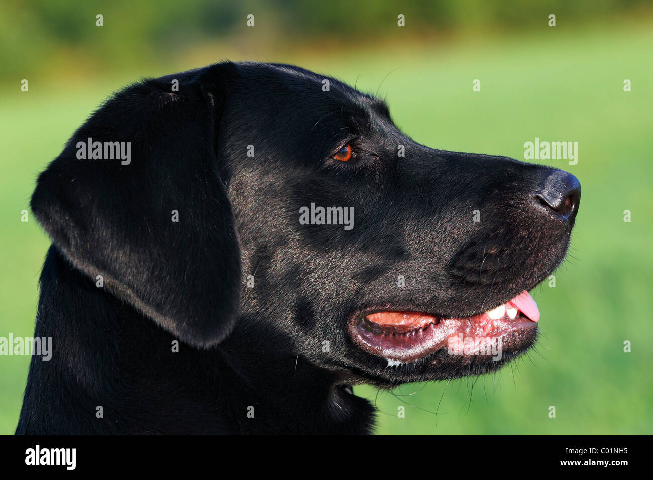 Young black Labrador Retriever dog (Canis lupus familiaris) portrait ...