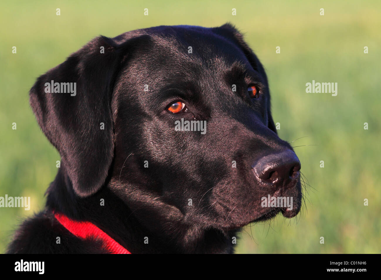 Young black Labrador Retriever dog (Canis lupus familiaris) portrait ...