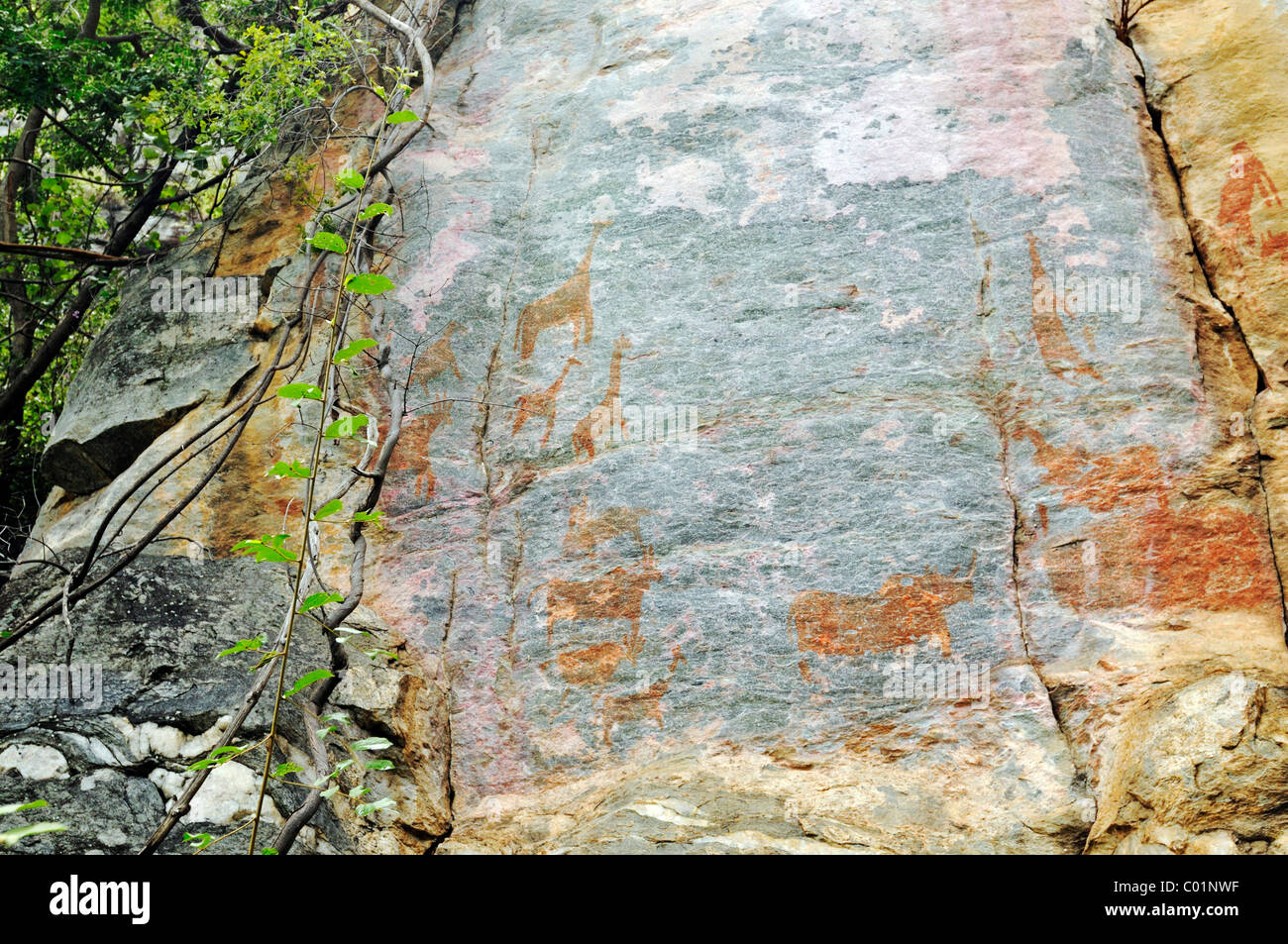 Rock paintings, petroglyphs, animals, UNESCO World Heritage Site ...