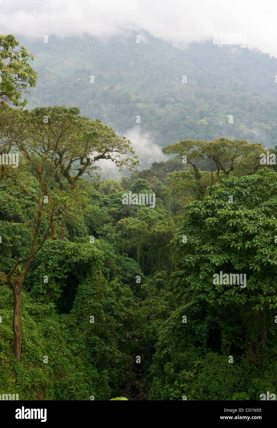 Guatemala. Forest in Quetzaltenango Stock Photo - Alamy
