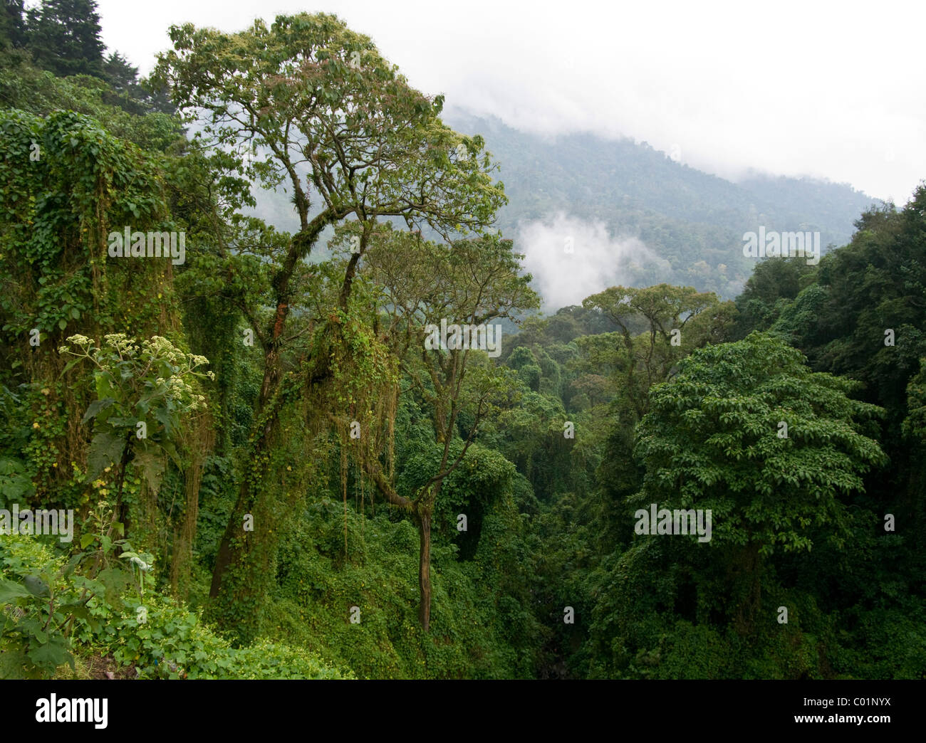 Guatemala biodiversity hi-res stock photography and images - Alamy