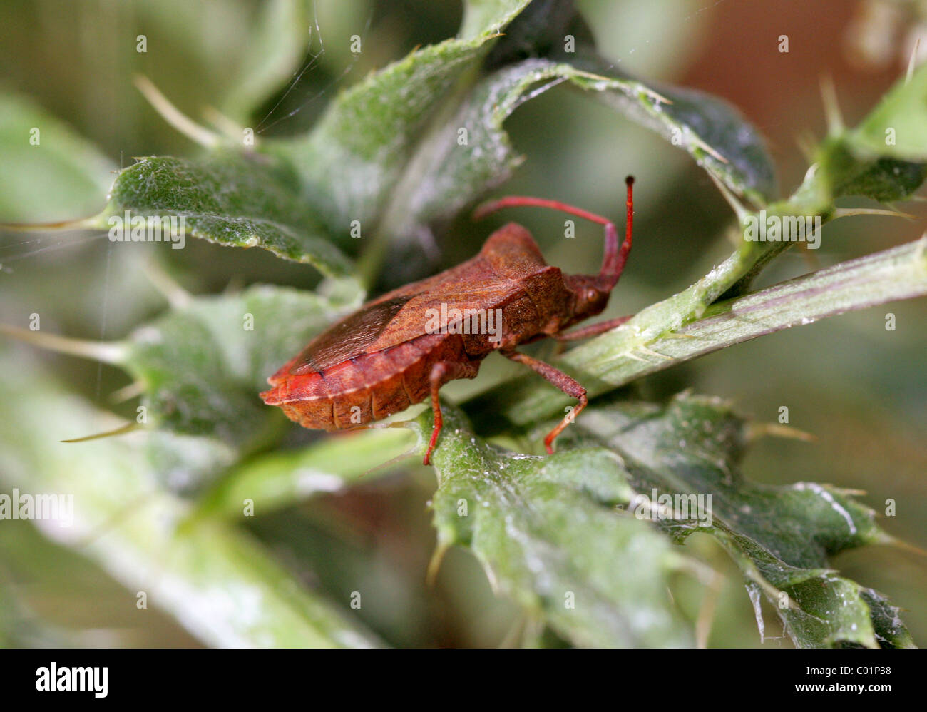 Dock Bug, Coreus marginatus, Coreidae, Heteroptera, Hemiptera Stock ...
