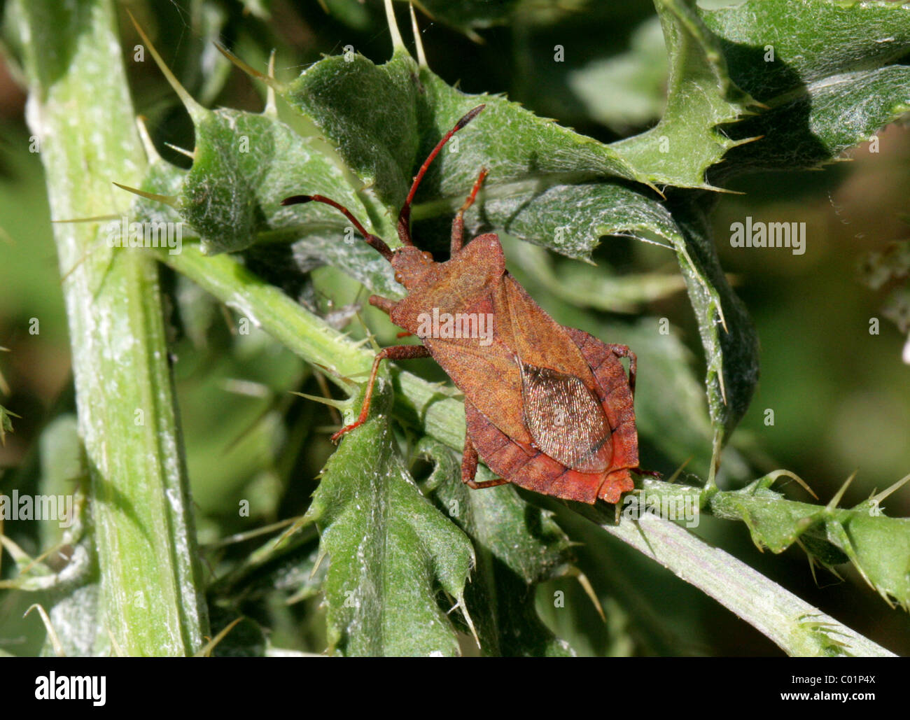 Dock Bug, Coreus marginatus, Coreidae, Heteroptera, Hemiptera Stock ...