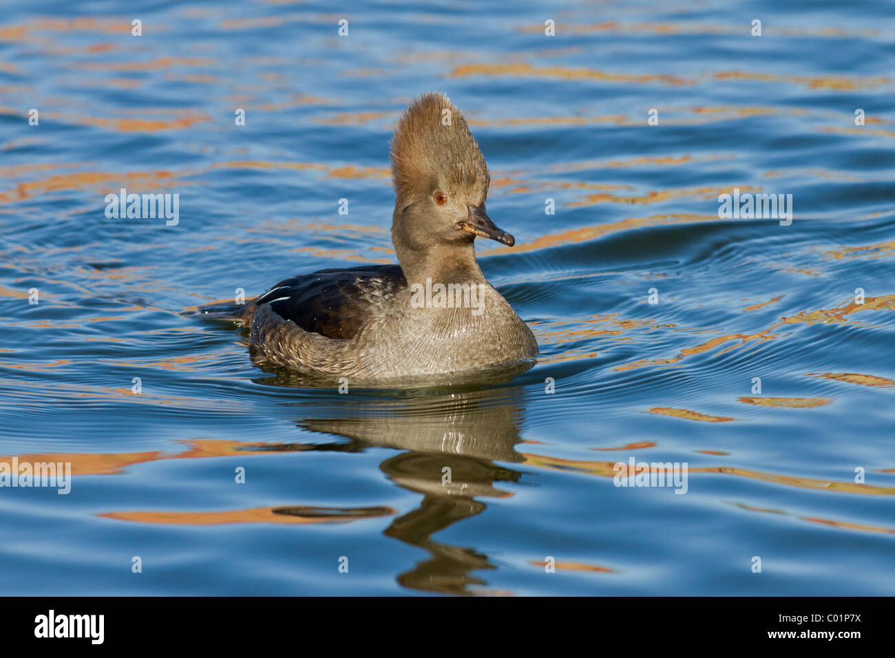 Hooded merganser, Mergus cucullatus, female Stock Photo - Alamy