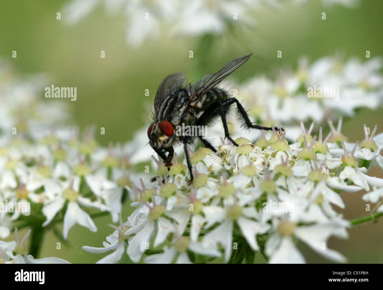 Flesh Fly, Sarcophaga carnaria, Sarcophagidae, Diptera Stock Photo - Alamy