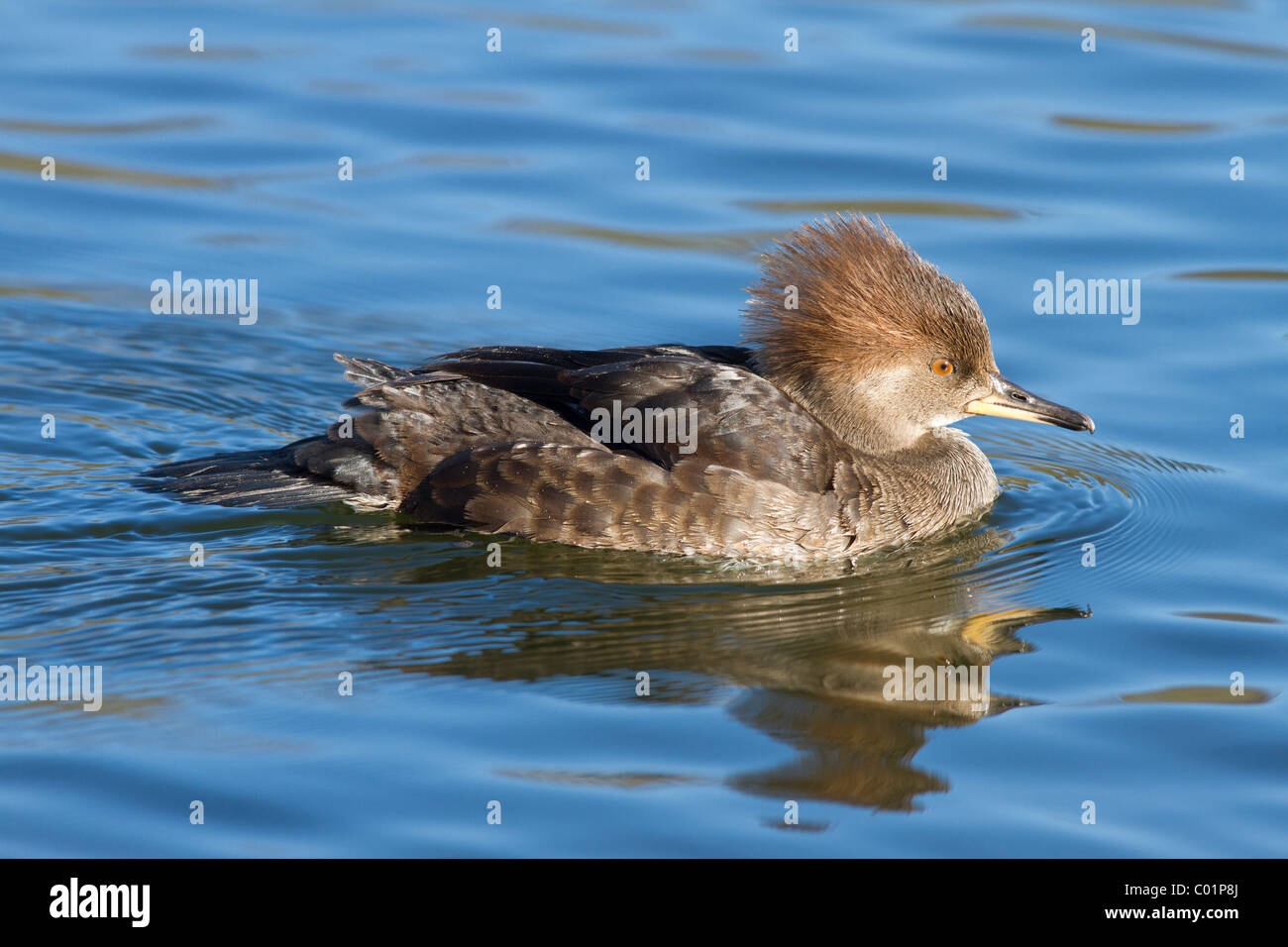 Hooded merganser, Mergus cucullatus, female Stock Photo - Alamy