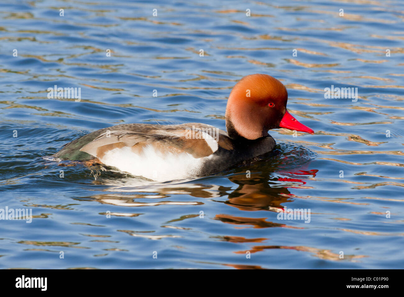 Netta hi-res stock photography and images - Alamy