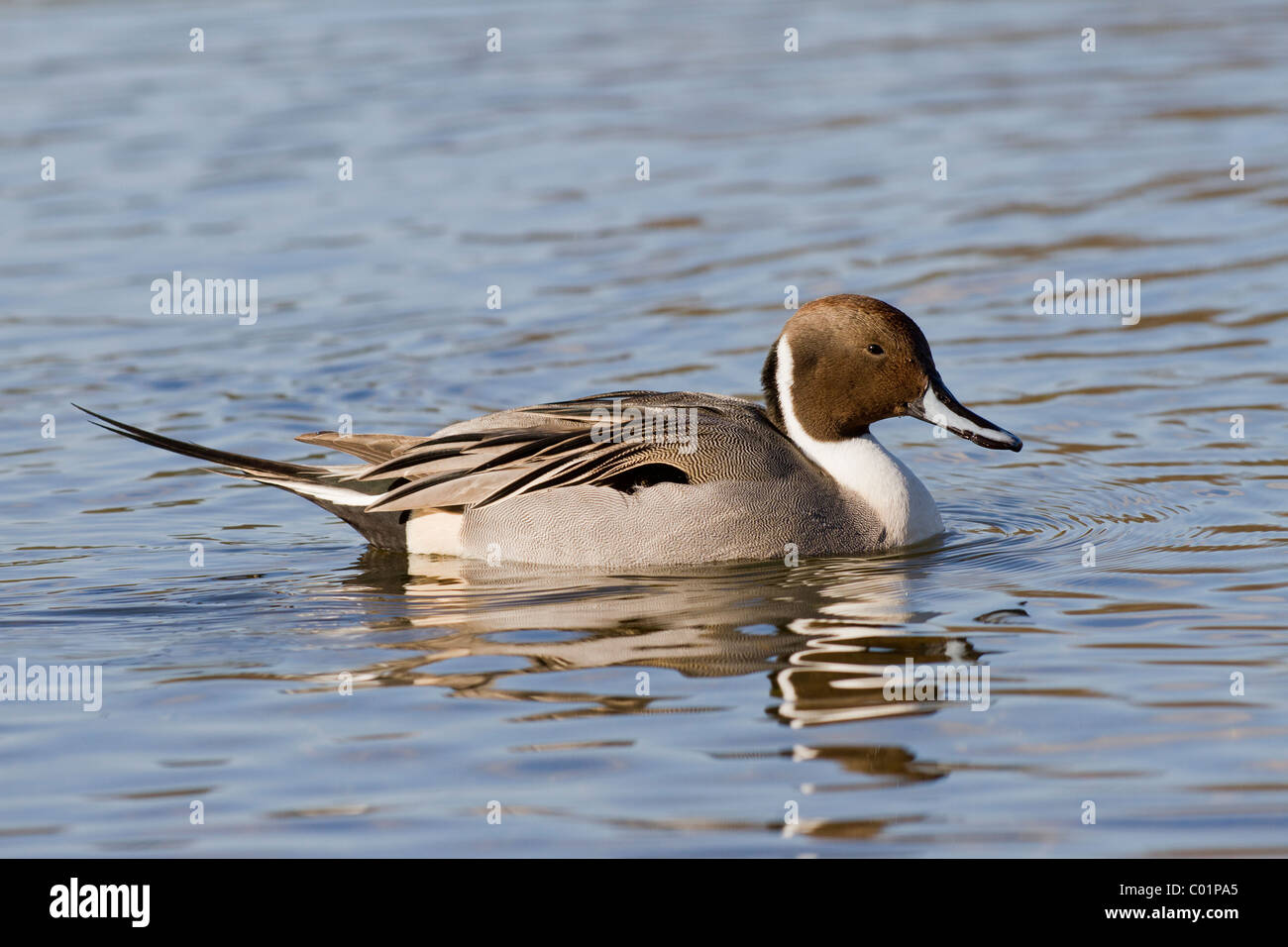 Pintail duck uk hi-res stock photography and images - Alamy