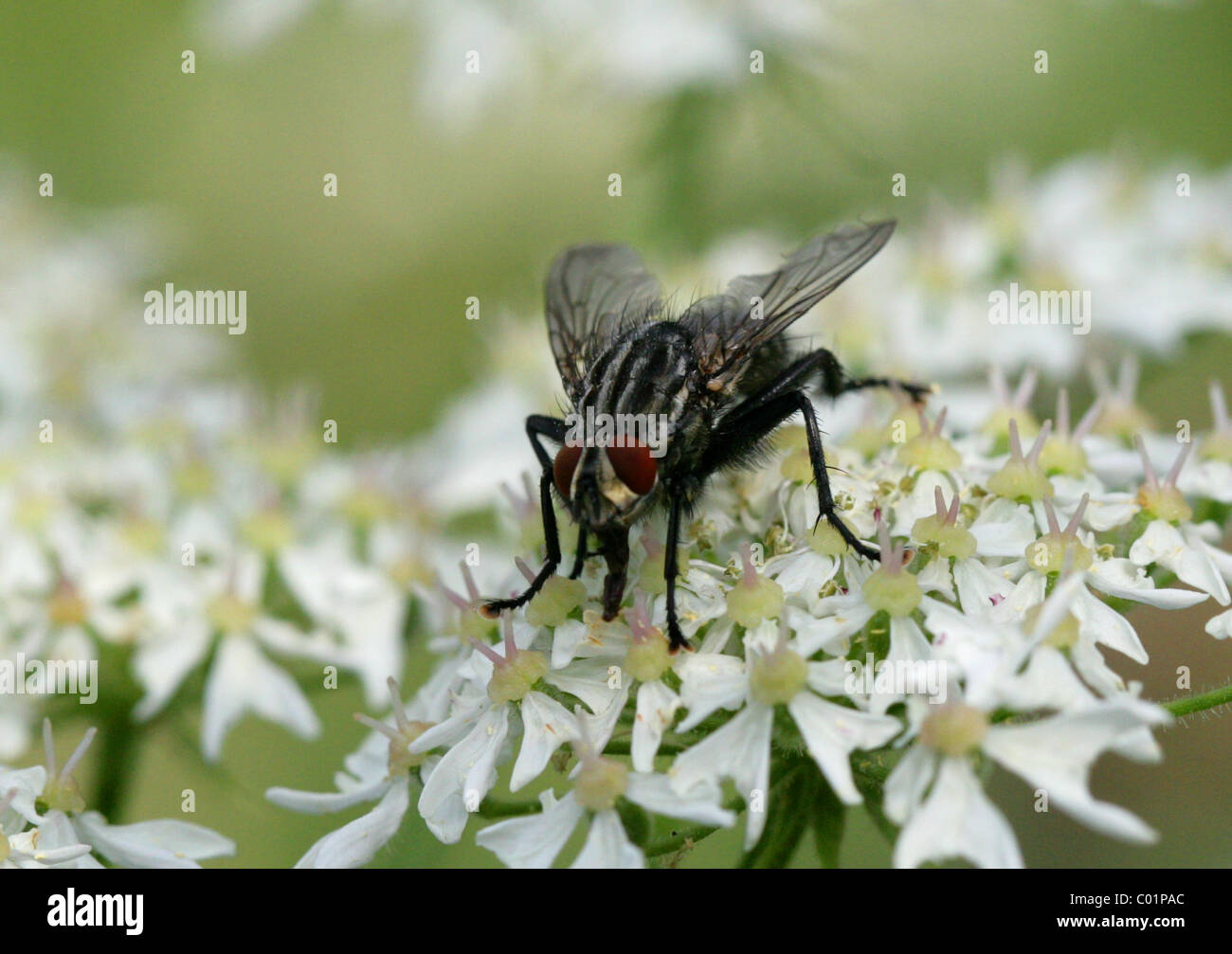 Flesh Fly, Sarcophaga carnaria, Sarcophagidae, Diptera Stock Photo - Alamy