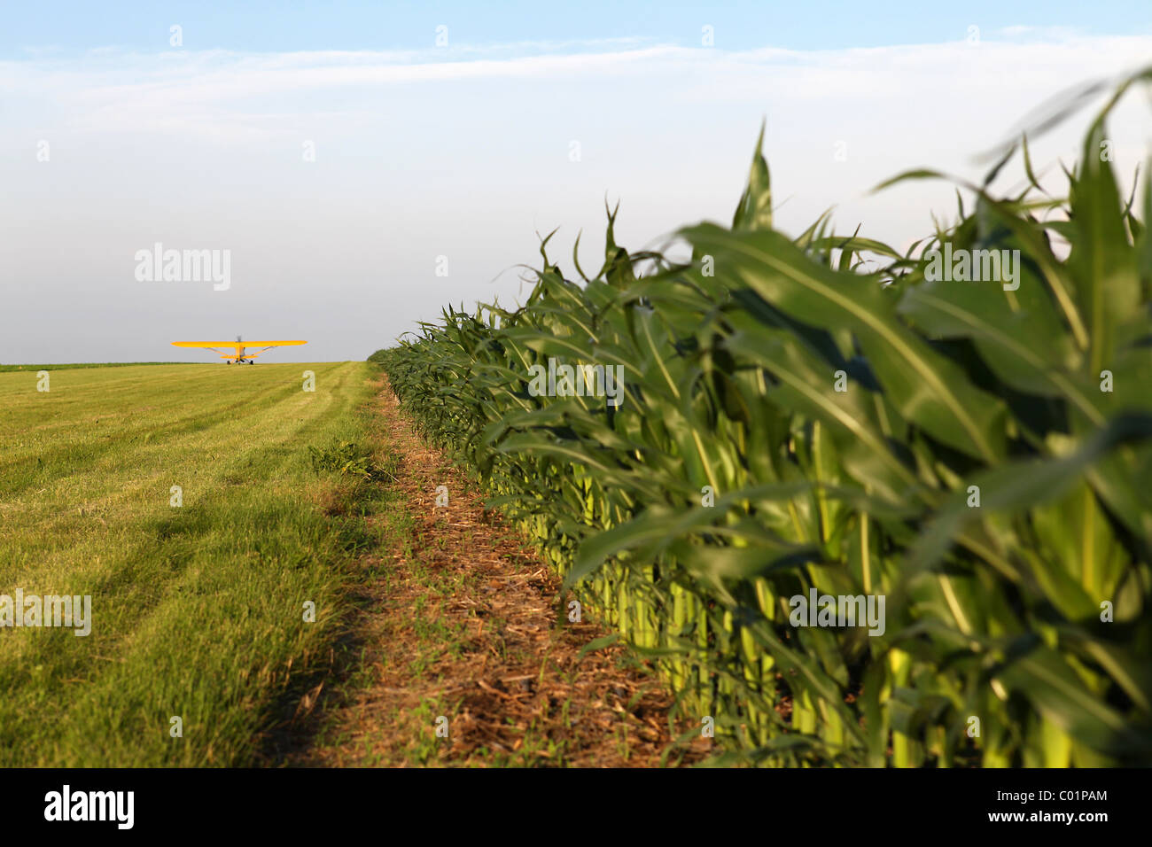 1946 Piper J3 Cub airplane getting ready to take off from airstrip next ...
