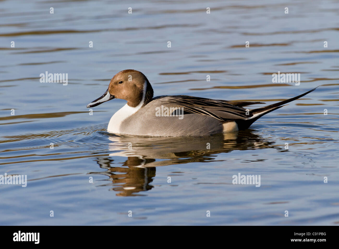 Pintail duck uk hi-res stock photography and images - Alamy