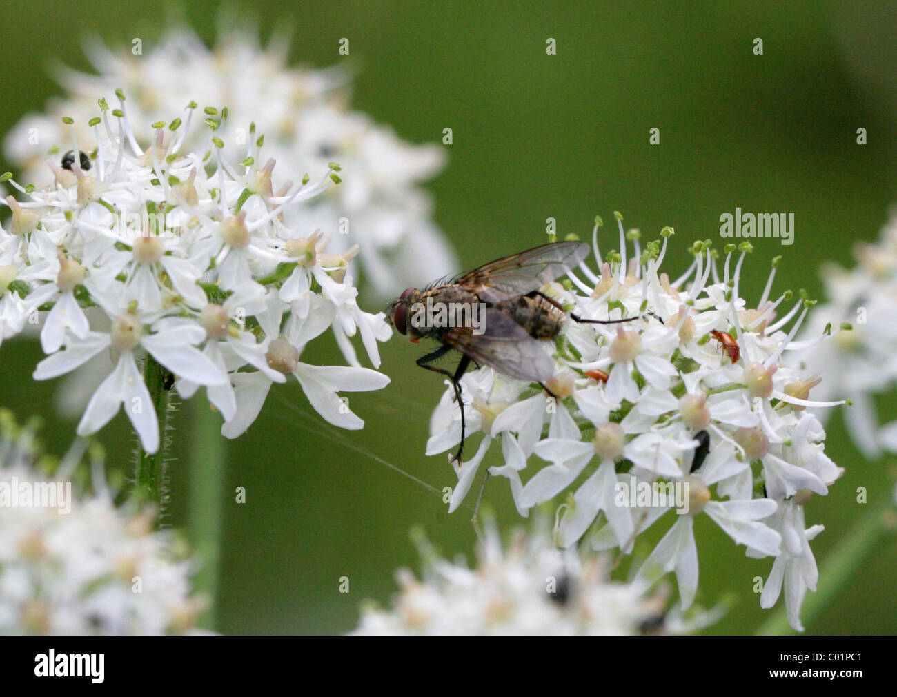 Haematobosca hi-res stock photography and images - Alamy