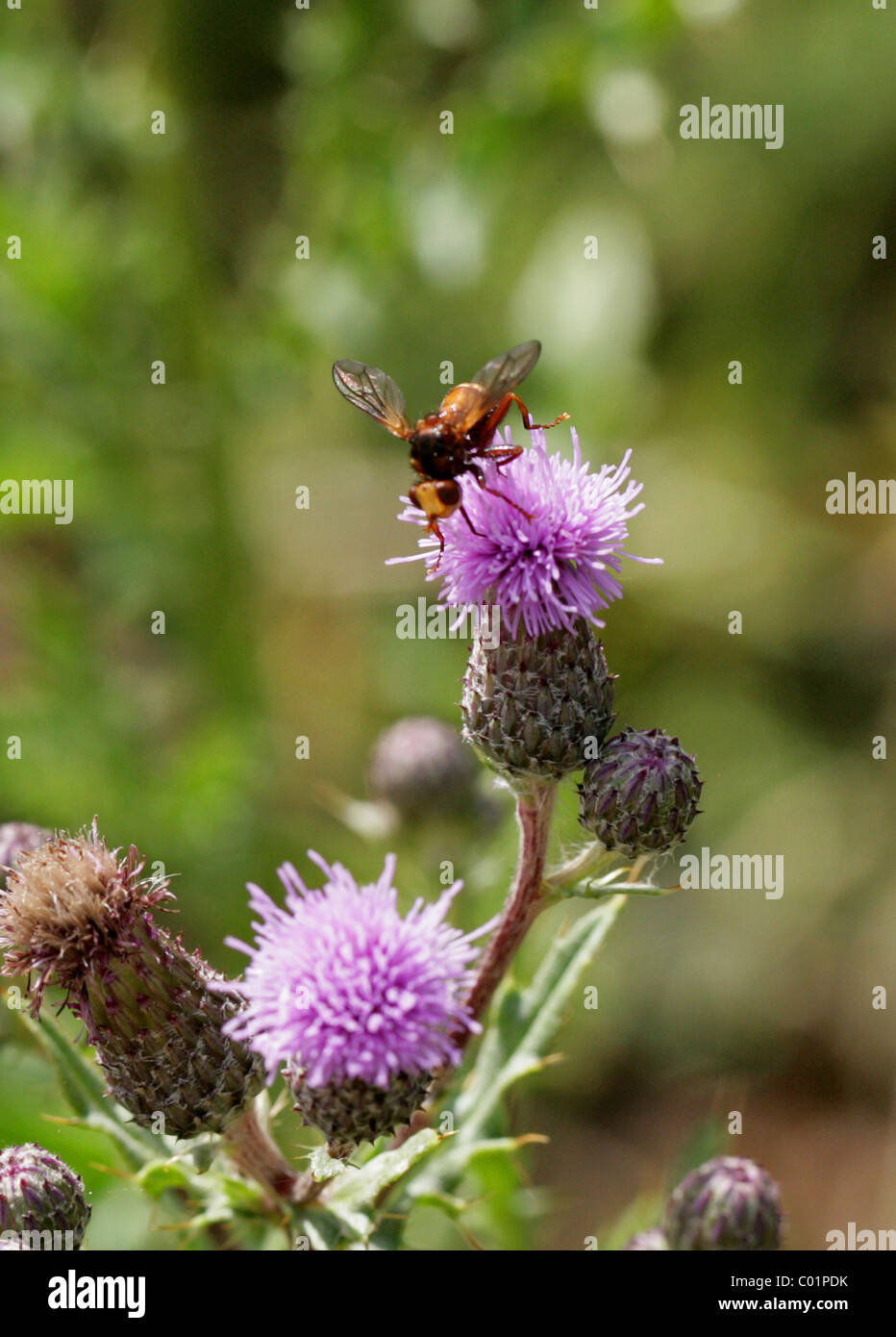 Thick-headed Fly, Sicus ferrugineus, Conopidae, Diptera. Syn. Conops ...