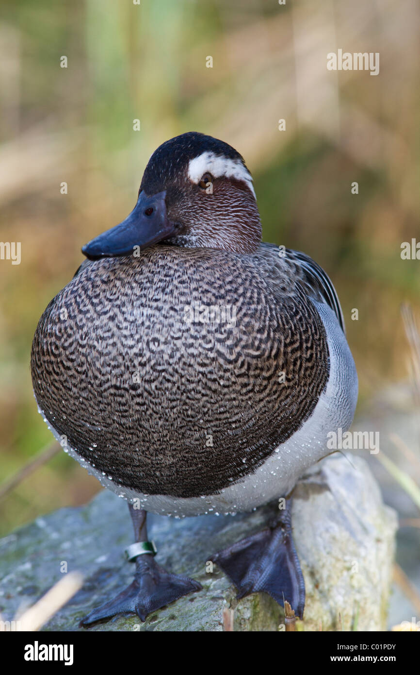 Garganey hi-res stock photography and images - Alamy