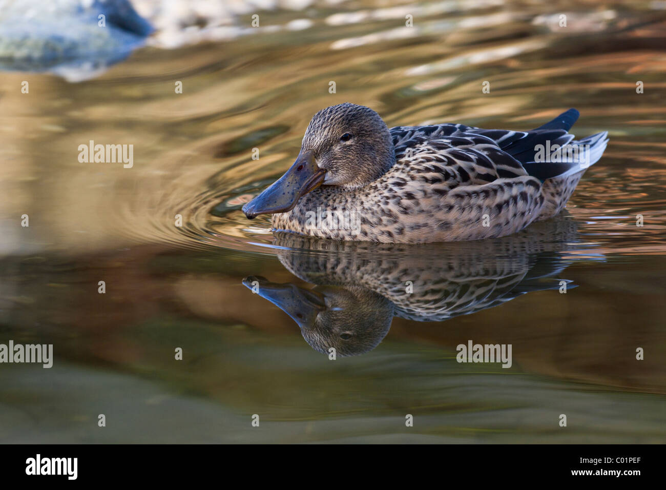 Female shoveler duck hi-res stock photography and images - Alamy