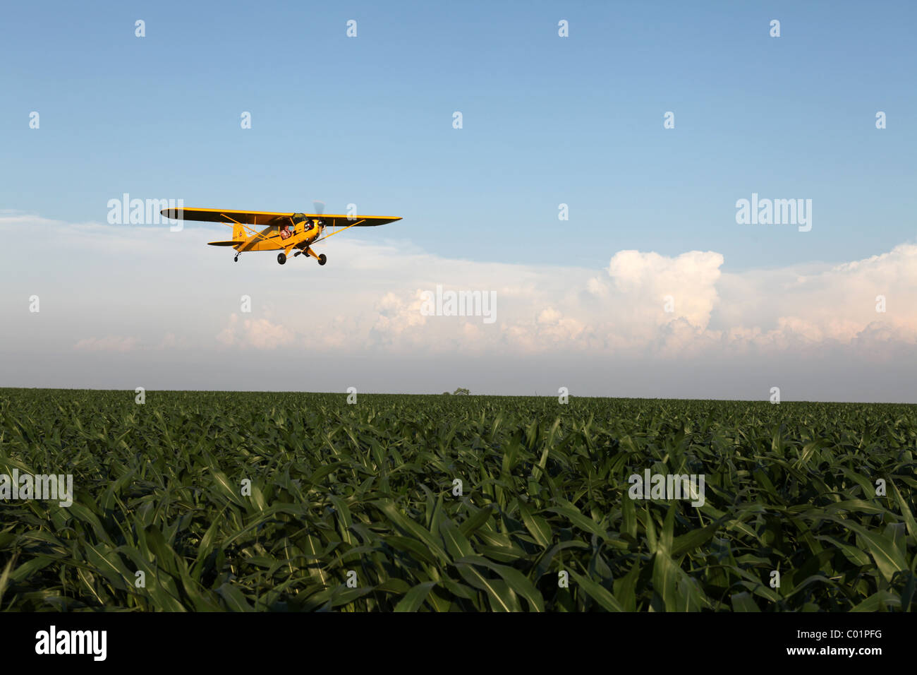 1946 Piper J3 Cub airplane flying over cornfield in Iowa Stock Photo ...
