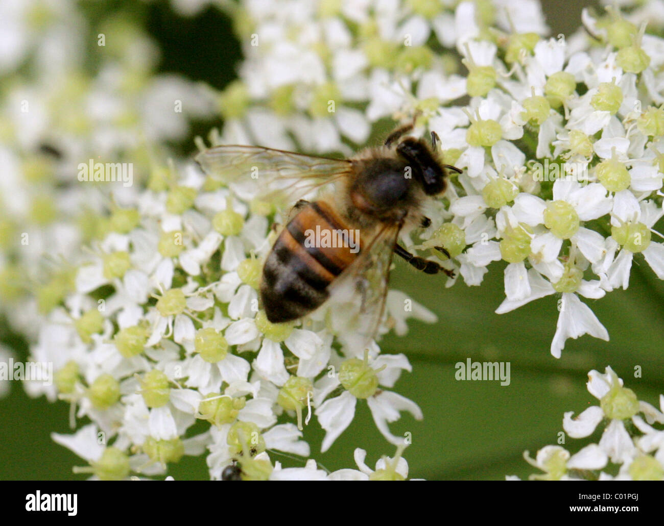 European or Western Honey Bee, Apis mellifera, Apinae, Apidae, Apocrita ...