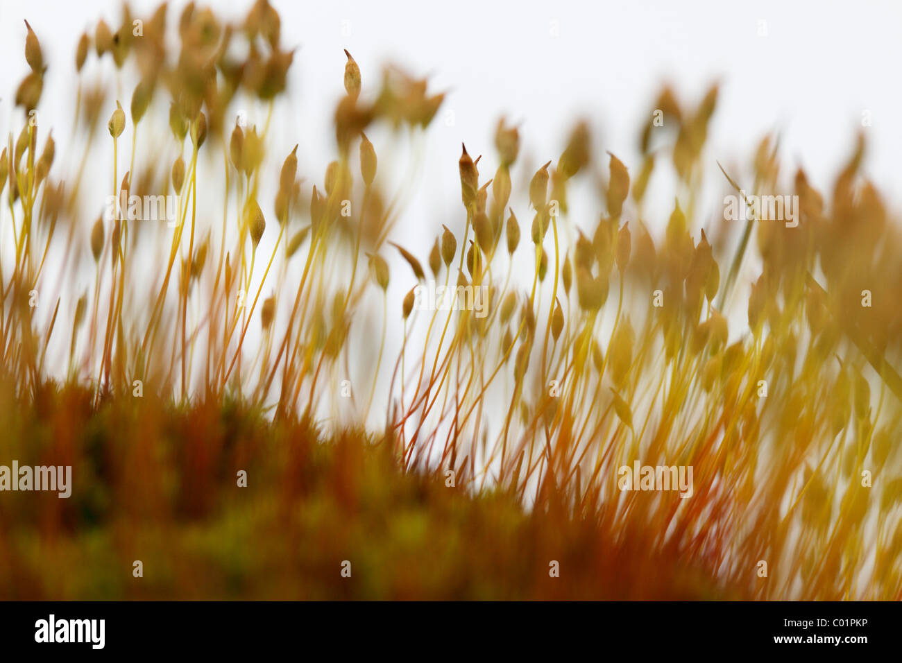 Moss spore capsule hi-res stock photography and images - Alamy