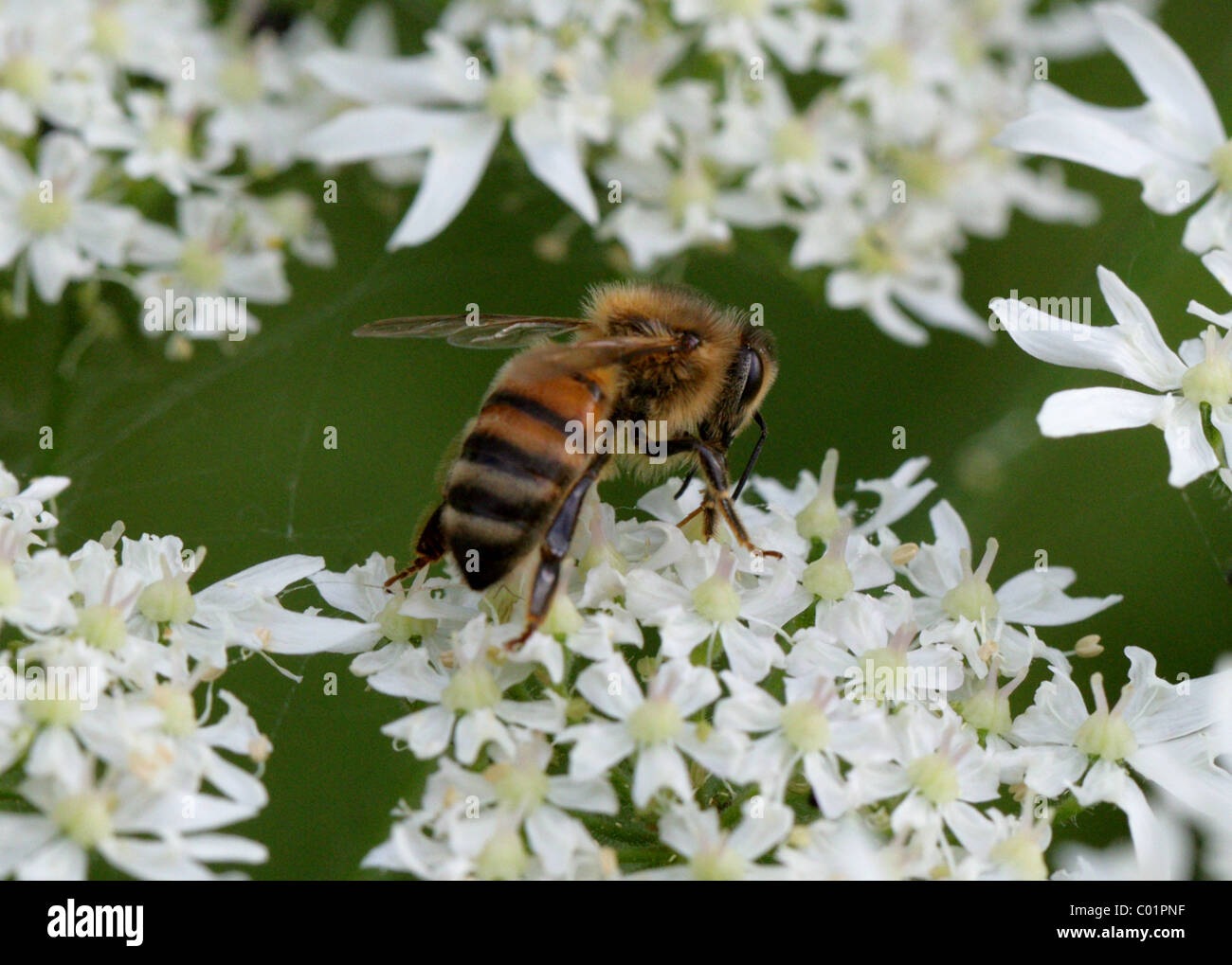 European or Western Honey Bee, Apis mellifera, Apinae, Apidae, Apocrita ...