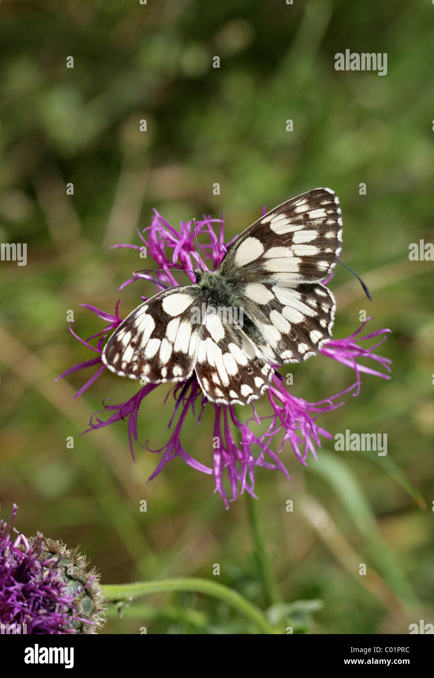 Marbled White Butterfly, Melanargia galathea, Nymphalidae, Lepidoptera ...