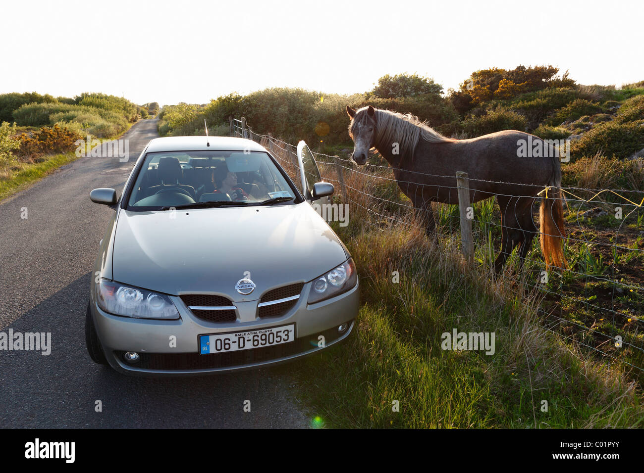 Horse car hi-res stock photography and images - Alamy