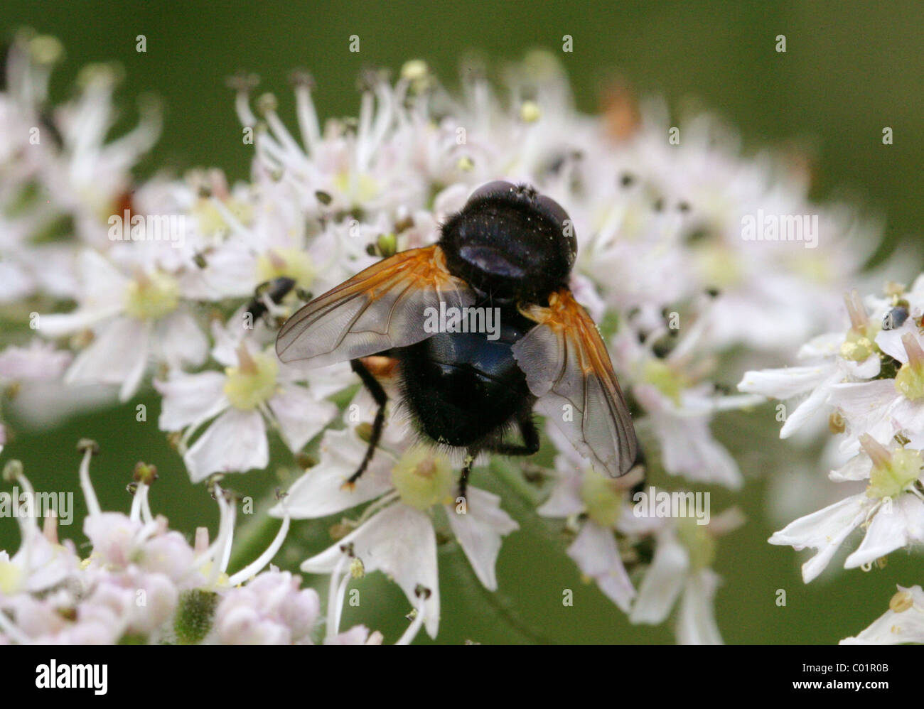 Noon Fly, Mesembrina meridiana (Syn. Musca Meridiana), Muscidae ...