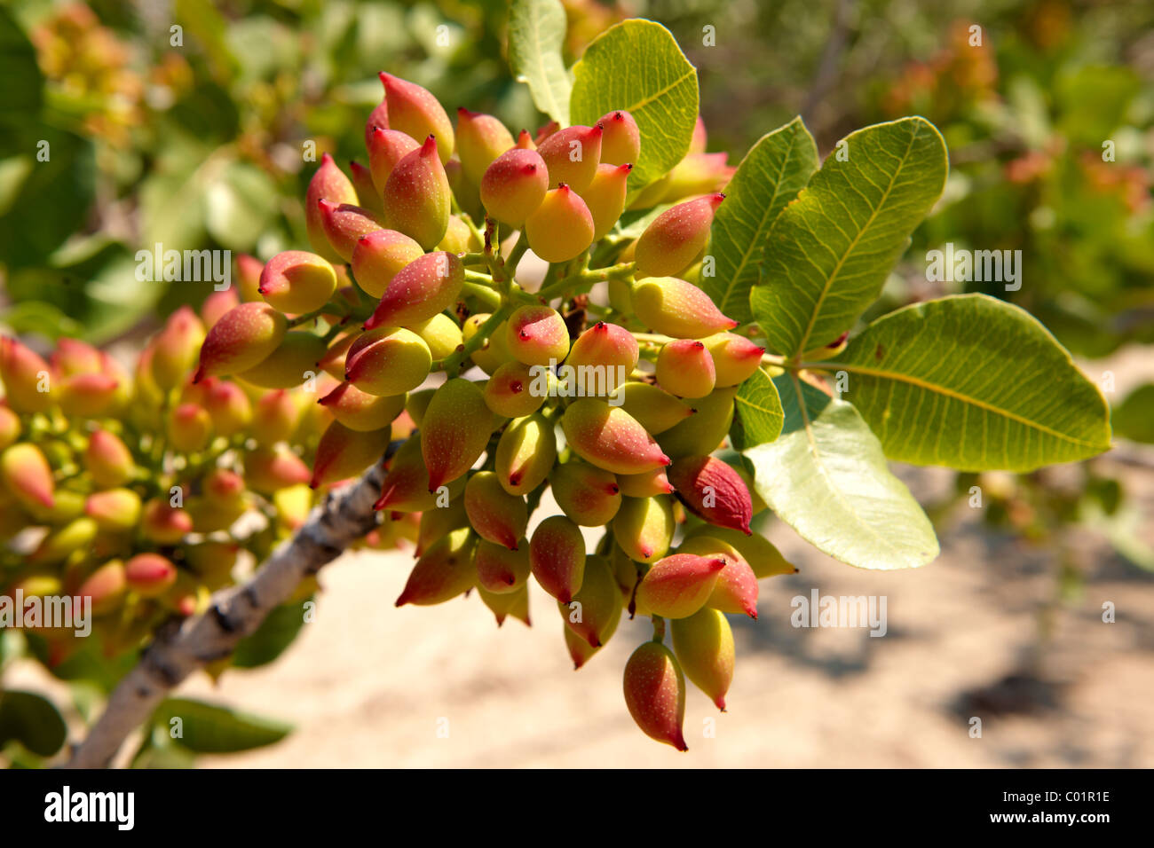 Fresh pistachio nuts growing on bushes. Aegina, Greek Saronic Islands ...
