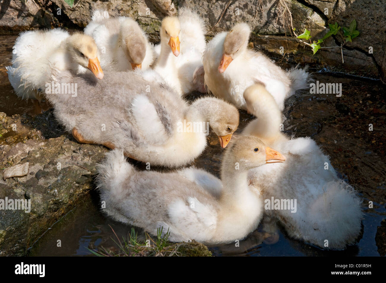 Goslings getting into water Stock Photo - Alamy