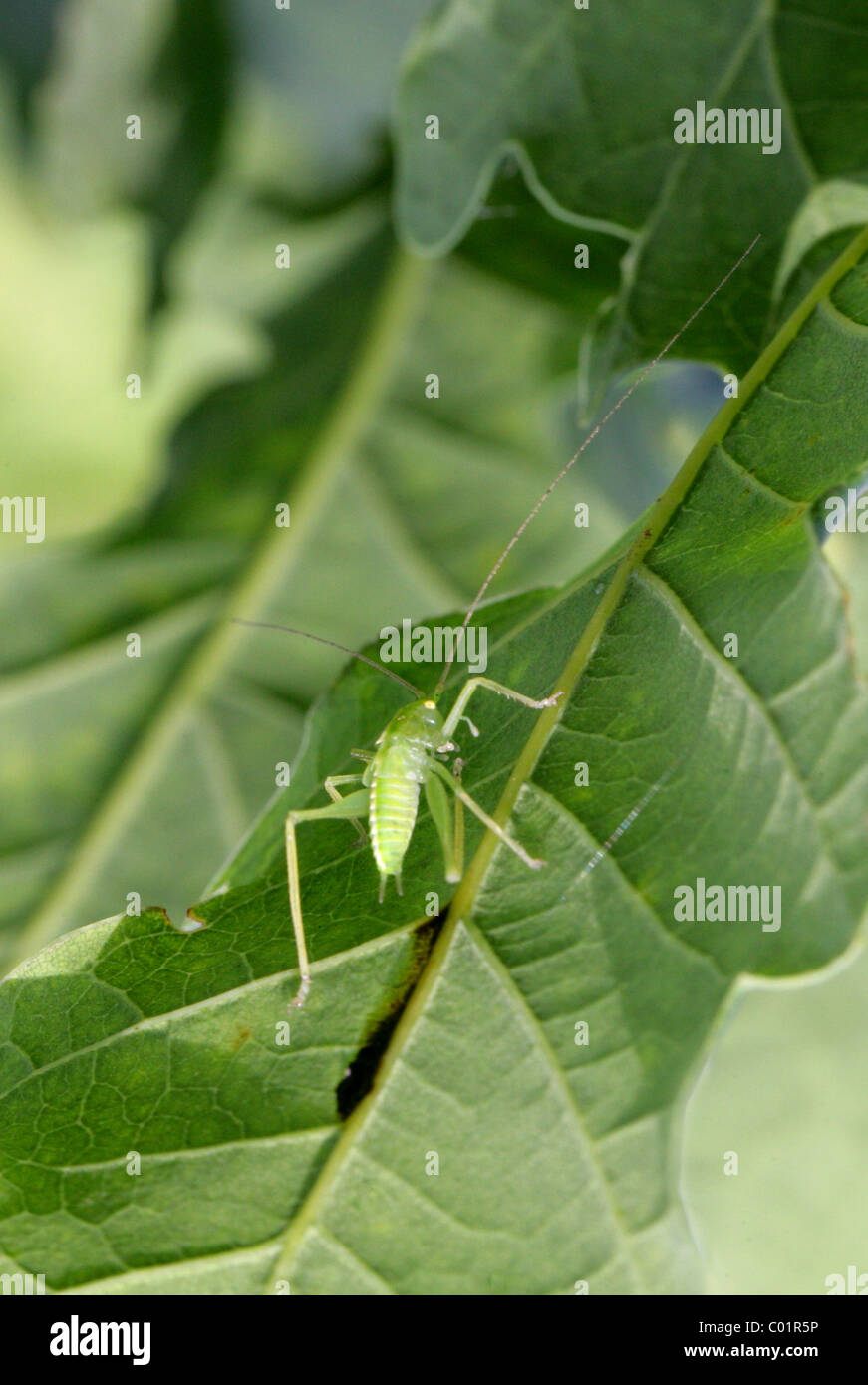 Oak Bush Cricket or Drumming Katydid Nymph, Meconema thalassinum ...