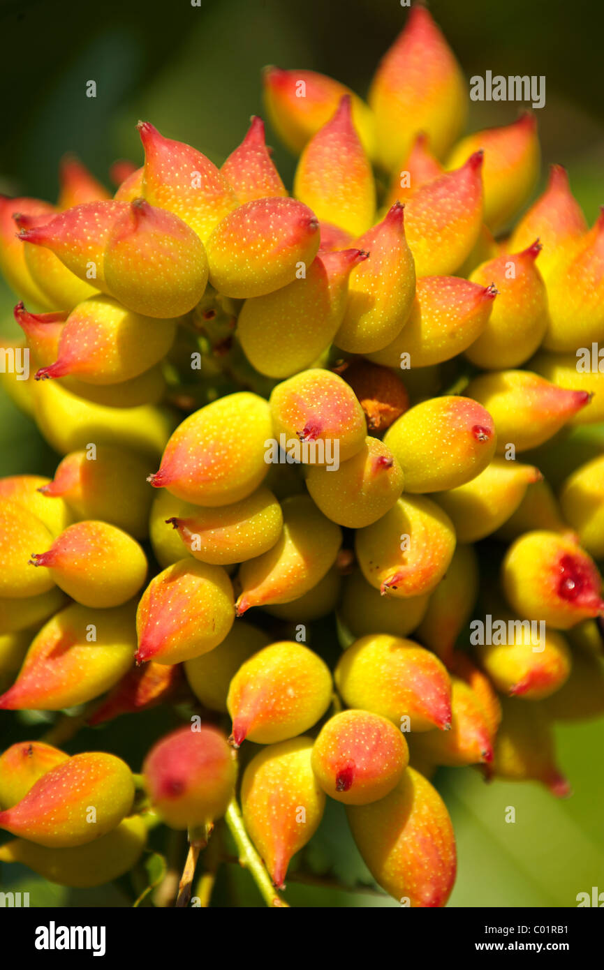 Growing on bushes hi-res stock photography and images - Alamy